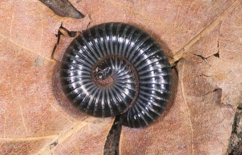 Les myriapodes
