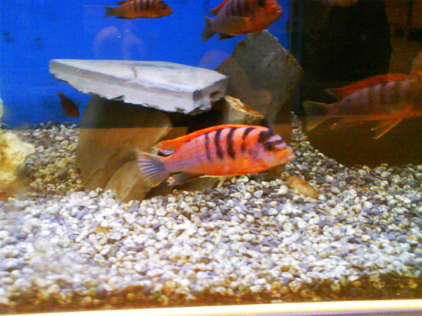 Lab. sp. hongi.