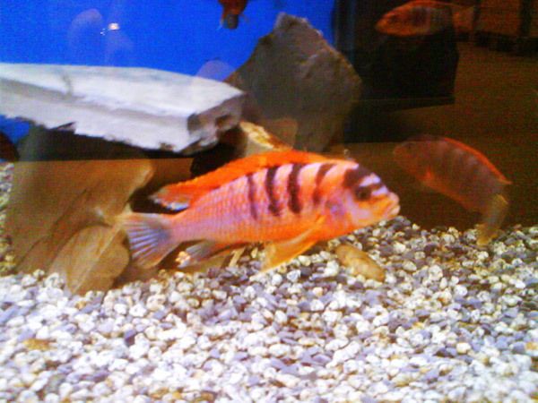 Lab. sp. hongi.