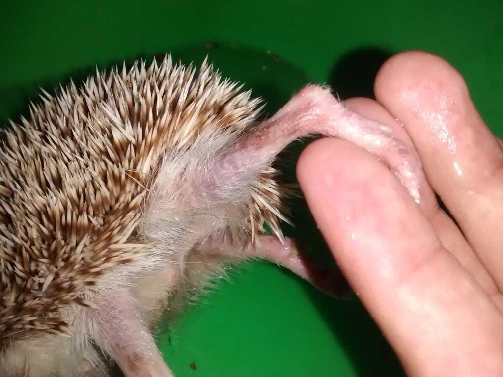 mi erizo se tambalea. mueve la pata pero se cae.