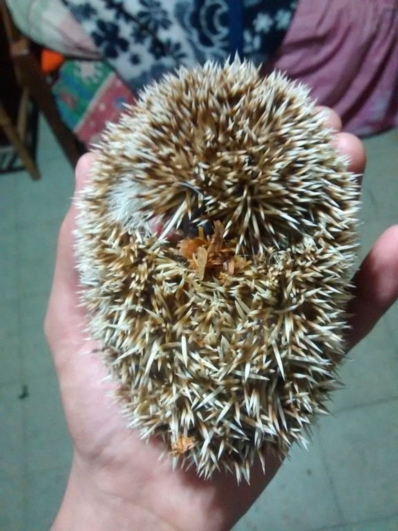 mi erizo se tambalea. mueve la pata pero se cae.