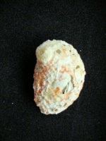 Welter-Schultes, 2012 - European non-marine molluscs, a guide for ...