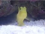 DIY Mesh Screen Aquarium Top