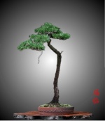 Tray landscape (giant saikei)