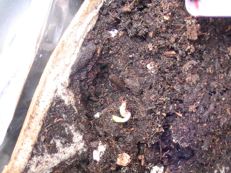 Showcase of Gardens : seedlings march 31 2011 4